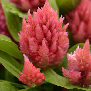 KANAYA Celosia Seed Price in India - Buy KANAYA Celosia Seed online at ...