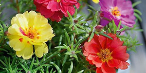 ACCELCROP Kulfa, Kulpha, Khurfa, Purslane, Portulaca Oleracea Plant ...