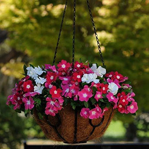 WILLVINE PAU-28 Vinca Medi Trailing Vinca F1 Hybrid Mix Color Seeds ...