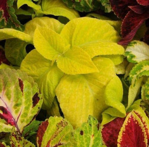 CYBEXIS Wafer Coleus - Wizard Golden Seeds - High Germination Seed ...