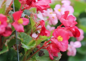 VibeX VVI-89 - CHINESE BALSAM-PLANT IMPATIENS WALLERIANA - (90 Seeds ...