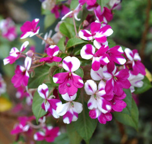 CYBEXIS GUA-83 - CHINESE BALSAM-PLANT IMPATIENS WALLERIANA - (30 Seeds ...