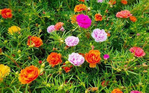 ACCELCROP Kulfa, Kulpha, Khurfa, Purslane, Portulaca Oleracea Plant ...