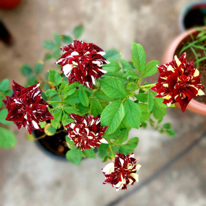 Amazing Gurden Rose Plant Price in India - Buy Amazing Gurden Rose ...