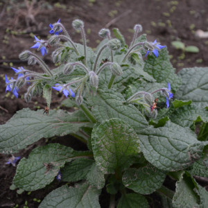 Paudha Borage Seed Price in India - Buy Paudha Borage Seed online at ...