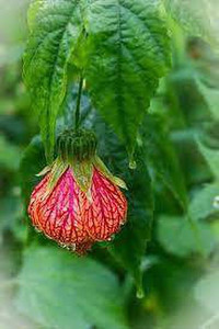 PlantQuipo Hibiscus Plant Price in India - Buy PlantQuipo Hibiscus ...