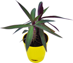 Plantsnplanters Rhoeo Plant Price in India - Buy Plantsnplanters Rhoeo ...