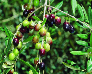 GIFTIGARDENING Live Olive Plant, Jaitun ka pare, Jalpai Live tree not ...