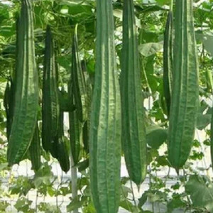 TRICONE Tori Seed Price in India - Buy TRICONE Tori Seed online at ...