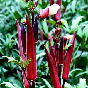 Paudha Okrared Vegetable Seed Price in India - Buy Paudha Okrared ...