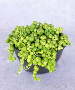 Amazing Gurden String of Pearls Price in India - Buy Amazing Gurden ...