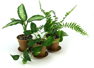Amazing Gurden Money Plant Price in India - Buy Amazing Gurden Money ...
