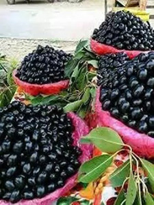 MAA Black Plum, Kala Jamun, Java Plum Seed Price in India - Buy MAA ...