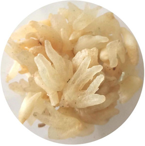 Indias Creation Salab Punja, Salam Panja, salam, Punja, Hatta Haddi ...