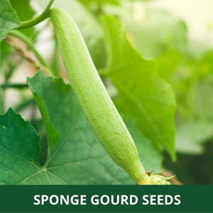 Decon Sponge Gourd Seed Price in India - Buy Decon Sponge Gourd Seed ...