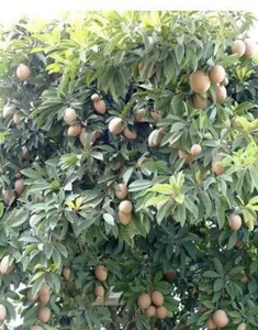 Chalisa Chikoo, Sapota, Chiku Seed Price in India - Buy Chalisa Chikoo ...