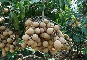 MAA Chikoo, Sapota, Chiku Seed Price in India - Buy MAA Chikoo, Sapota ...