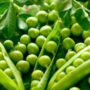 TRICONE Matar Seed Price in India - Buy TRICONE Matar Seed online at ...