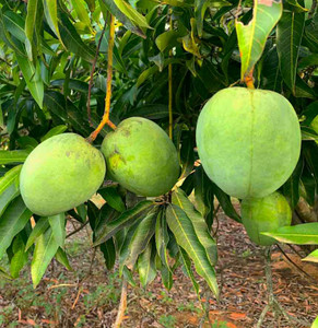 Lilyville Malgova Mango Plant Price in India - Buy Lilyville Malgova ...