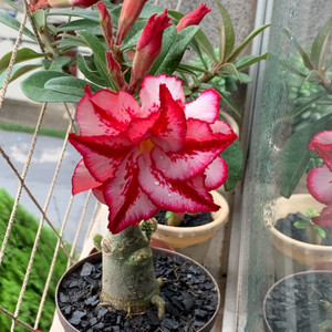 Cloud Farm Adenium Plant Price in India - Buy Cloud Farm Adenium Plant ...
