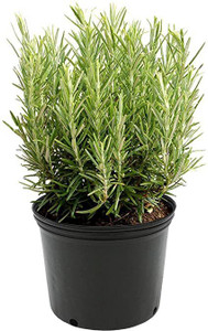Amazing Gurden Rosemary Plant Price in India - Buy Amazing Gurden ...