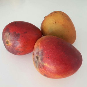 Exotica Heidi Mango Plant Price in India - Buy Exotica Heidi Mango ...