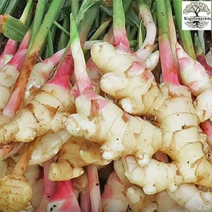 Kapebonavista Adrak Ada Shunthi Raw Ginger Zingiber Plant, it is a ...