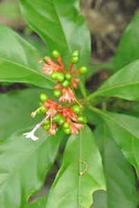 Kapebonavista patala garuda 4 month old sapling plants, it is a plant ...