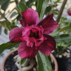 Cloud Farm Adenium Plant Price in India - Buy Cloud Farm Adenium Plant ...