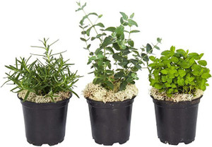 Amazing Gurden Rosemary Plant Price in India - Buy Amazing Gurden ...