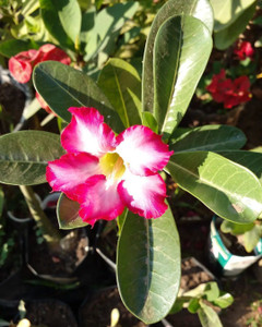 Cloud Farm Adenium Plant Price in India - Buy Cloud Farm Adenium Plant ...