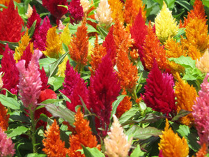 ZIXA Sensational Celosia Seed Price in India - Buy ZIXA Sensational ...