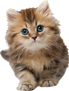 SUDARSHAN STICKER 58 cm Innocent Cat Wall Sticker Self Adhesive Sticker ...