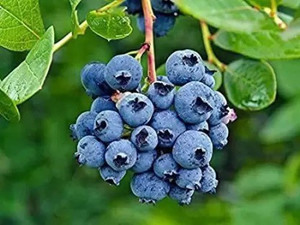 Aro Blueberry, Blueberries Seed Price in India - Buy Aro Blueberry ...