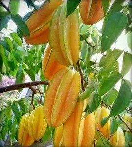Aro Carambola, Star fruit Seed Price in India - Buy Aro Carambola, Star ...