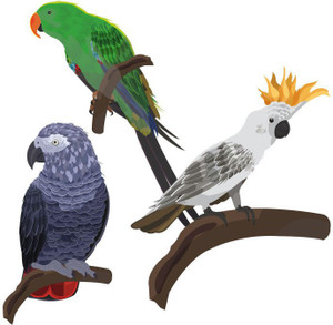 KAMYA HOME DÉCOR 60 cm Parrot design colorful wall sticker Self ...