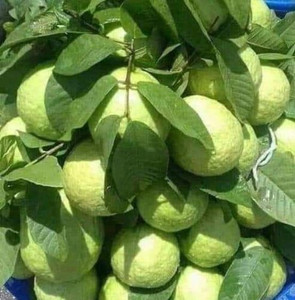 Bee Green Guava Plant Price in India - Buy Bee Green Guava Plant online ...