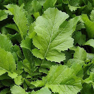 Amex Farms Mustard (Sarso) seeds - BEST QUALITY Seed Price in India ...