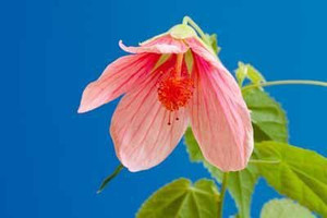 Paudha Maple flower Seed Price in India - Buy Paudha Maple flower Seed ...