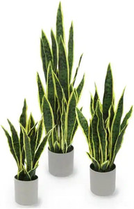 EliteGreen Snake Plant Price in India - Buy EliteGreen Snake Plant ...