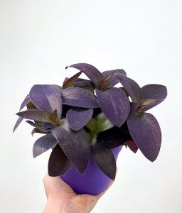 Amazing Gurden Purple Heart Plant Price in India - Buy Amazing Gurden ...