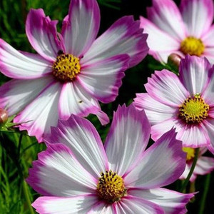ZIXA COSMOS BIPINNATUS 'PICOTEE' Seed Price in India - Buy ZIXA COSMOS ...