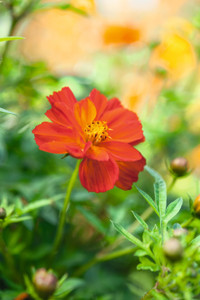 ZIXA Cosmos sulphureus Brightness Red Seed Price in India - Buy ZIXA ...