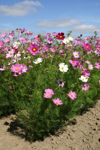 ZIXA Cosmos – Bipinnatus Sensation Mix Seed Price in India - Buy ZIXA ...