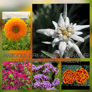 shoppersstop Marigold Jafri, Sunflower Gold, Paper flower, Autirrhia ...