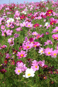 ZIXA Cosmos – Bipinnatus Sensation Mix Seed Price in India - Buy ZIXA ...