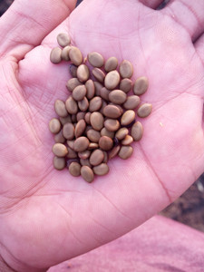 RUKDA Fresh Organic Shami Tree/Banni Tree/Vanni Maram/Jand/Prosopis ...