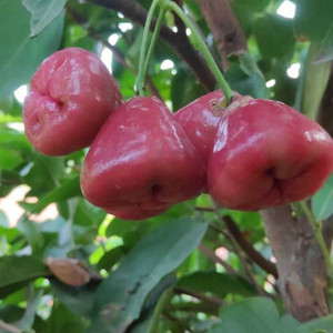 Cloud Farm Java Plum Plant Price in India - Buy Cloud Farm Java Plum ...