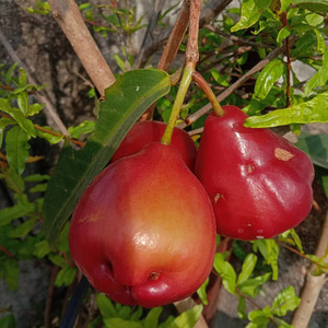 Cloud Farm Java Plum Plant Price in India - Buy Cloud Farm Java Plum ...