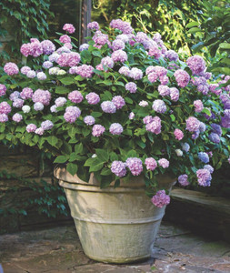 My Dream Nursery Hydrangea Plant Price in India - Buy My Dream Nursery ...